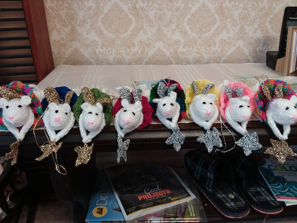 14702472_1730763057187025_8066058284832825848_n – Kitten Inn