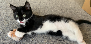 Adopting with us – process – Kitten Inn