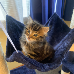 About Us – Kitten Inn