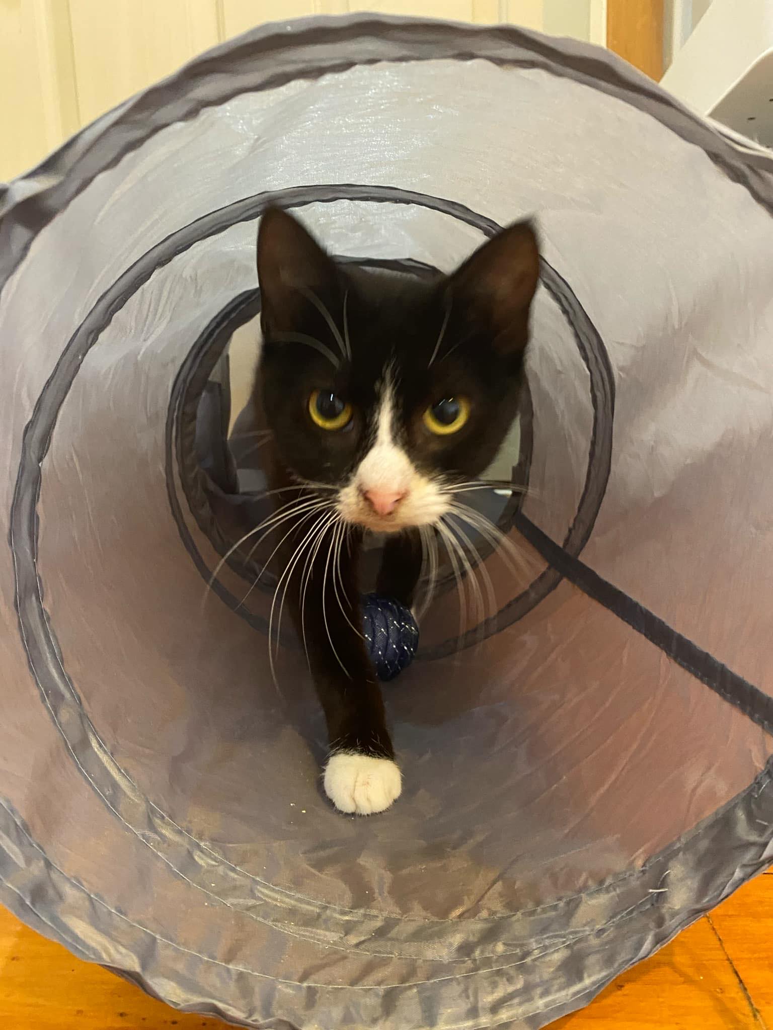 Adopt – Kitten Inn