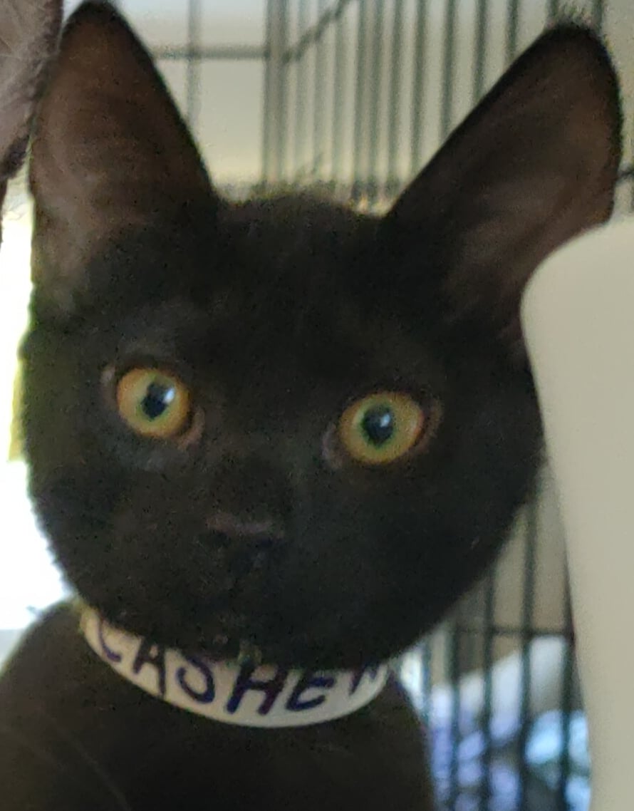 Adopt – Kitten Inn