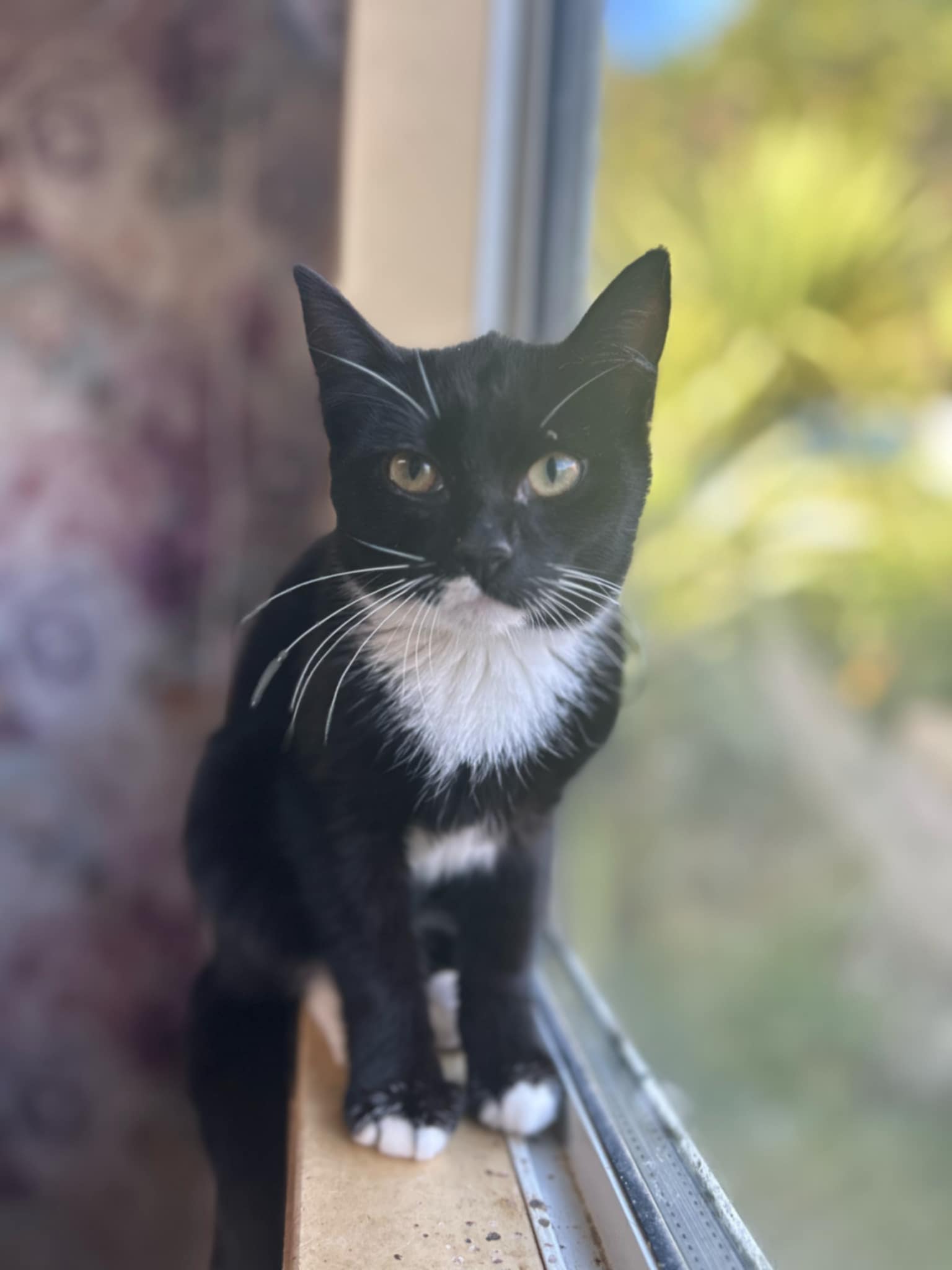 Adopt – Kitten Inn