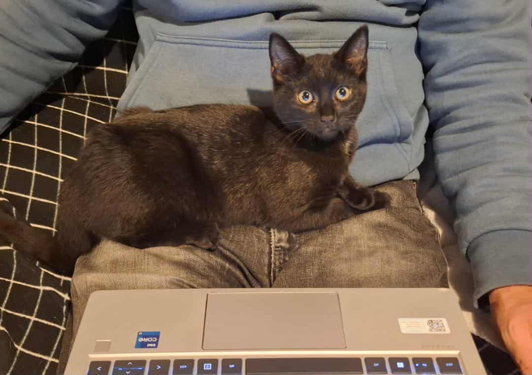 Adopting with us: – Kitten Inn